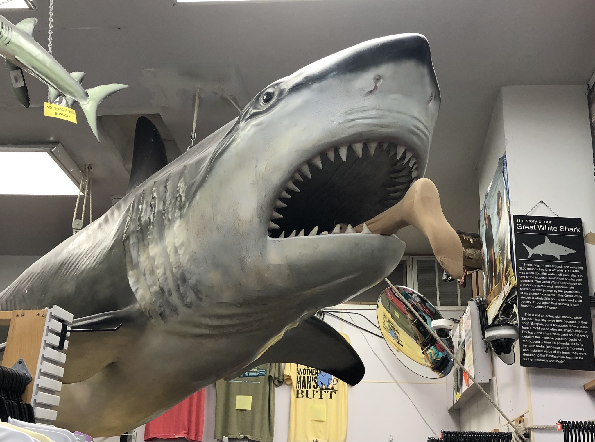Great White Shark - One-of-a-kind clothing and gift shop